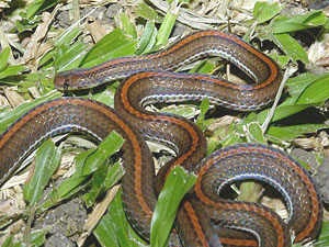 ULAR CABE spesies Indonesia yg hanya sekecil cacing namun sangat ...